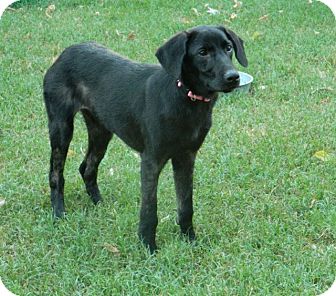 Marie | Adopted Dog | Marion, AR | Belgian Malinois/Labrador Retriever Mix