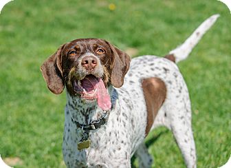 Clara-Foster Home Needed | Adopted Dog | 2009-703KY | St. Louis, MO ...