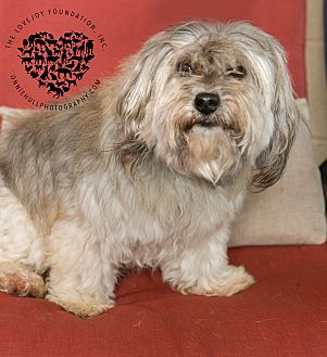 Inglewood, CA - Cairn Terrier/Poodle (Standard) Mix. Meet Billy a Dog ...