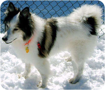 Sheltie Husky Mix