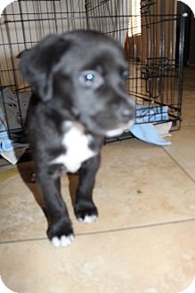 Las Vegas, NV - Labrador Retriever/Sheltie, Shetland Sheepdog Mix. Meet ...