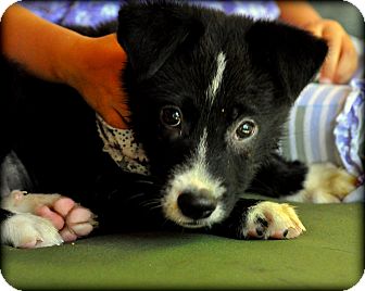 Les | Adopted Puppy | Sparta, NJ | Labrador Retriever/Sheltie, Shetland ...