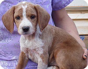 Sussex, NJ - Labrador Retriever/Sheltie, Shetland Sheepdog Mix. Meet ...