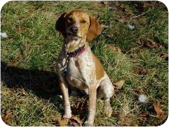 Beagle Pointing Hunting