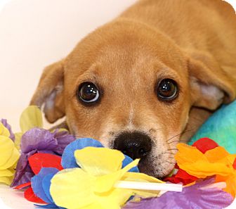 Glastonbury, CT - Labrador Retriever/Sheltie, Shetland Sheepdog Mix ...
