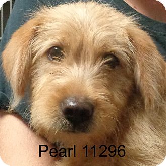 Pearl | Adopted Puppy | Alexandria, VA | Bichon Frise/Labrador ...