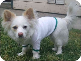 Kiki | Adopted Dog | Los Angeles, CA | Corgi/Papillon Mix