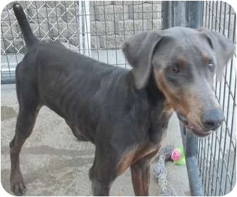 Weimaraner Doberman Mix Puppies