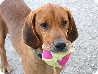 Copper | Adopted Dog | Indianapolis, IN | Bloodhound/Redbone Coonhound Mix