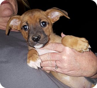 Glastonbury, CT - Mountain Cur/Feist Mix. Meet Sutton a Puppy for Adoption.