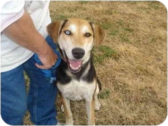 Husky Coonhound Mix