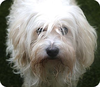 Norwalk, CT - Maltese/Cockapoo Mix. Meet Winter a Dog for Adoption.