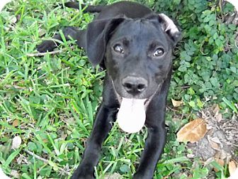 Lab Terrier Mix Breeds
