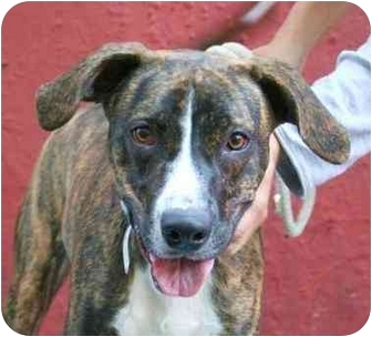Tony | Adopted Puppy | Brooklyn, NY | Boxer/Greyhound Mix