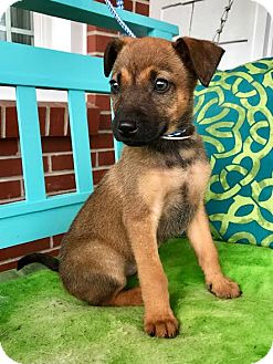 Hagerstown, MD - German Shepherd Dog/Mountain Cur Mix. Meet Pasha a ...