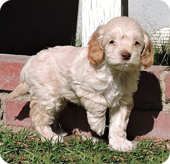 Lucas | Adopted Puppy | La Habra Heights, CA | Cockapoo/Maltese Mix