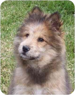 ZOEY | Adopted Puppy | Rockwall, TX | Chow Chow/Terrier (Unknown Type ...