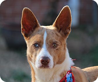 American Dingo Shepherd Mix