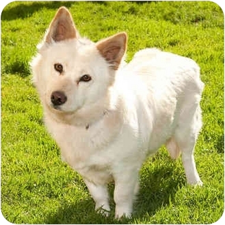 Alaskan Eskimo Dog Mix