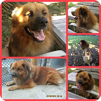 Keeshond Chow Mix