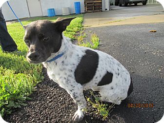 Mercury | Adopted Dog | 200 | Mount Sterling, KY | Jack Russell Terrier/Pointer Mix