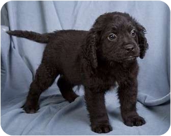 Cocker Spaniel Terrier Mix