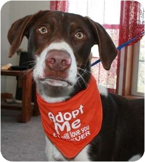 Quinn | Adopted Dog | Barron, WI | German Shorthaired Pointer/Husky Mix