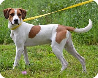 English Pointer Hound Mix