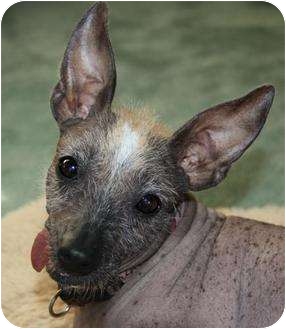 Princess | Adopted Dog | Atlanta, GA | Chinese Crested/Xoloitzcuintle ...