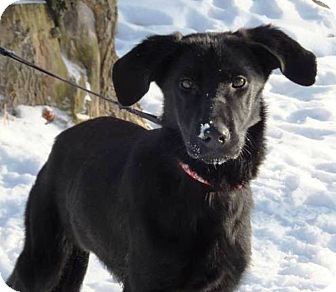 Janie | Adopted Dog | Osseo, MN | Sheltie, Shetland Sheepdog/Labrador ...