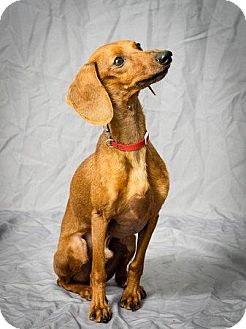 Tulsa, OK - Dachshund/Italian Greyhound Mix. Meet Beamer a Dog for ...