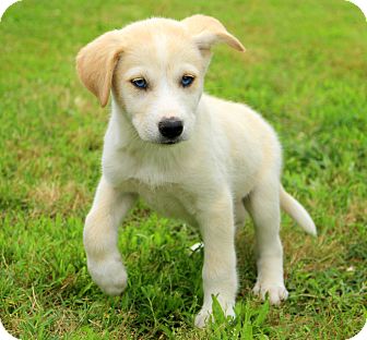 Husky/Labradoodle Mix Puppy for adoption in Glastonbury, Connecticut ...