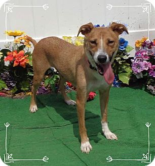 Marietta, GA - Sheltie, Shetland Sheepdog/Labrador Retriever Mix. Meet ...