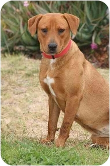 Vizsla Ridgeback Mix