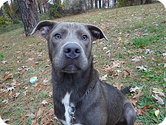 Weimaraner American Bulldog Mix