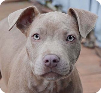 Justice | Adopted Puppy | Staunton, VA | Weimaraner/Pit Bull Terrier Mix