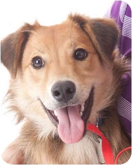 Venus | Adopted Dog | Williamston, NC | Sheltie, Shetland Sheepdog ...