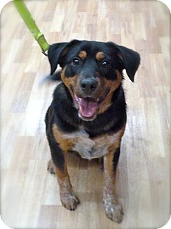 Lake | Adopted Puppy | Sparta, NJ | Labrador Retriever/Sheltie ...