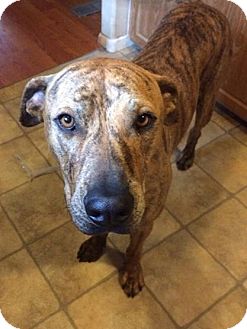 Courtesy Posting- Barney | Adopted Dog | Sedona, AZ | Greyhound/Boxer Mix