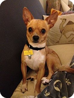 Scottie | Adopted Dog | Brooklyn, NY | Chihuahua/Feist Mix