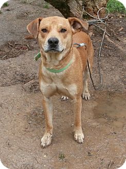 bloomfield, CT - Labrador Retriever/Feist Mix. Meet Finn meet me 5/15 a ...
