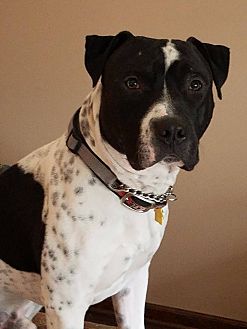 Beacon, NY - Pointer/Pit Bull Terrier Mix. Meet Rex a Dog for Adoption.
