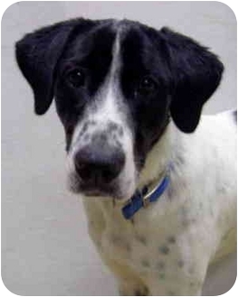 Swifty | Adopted Dog | Bloomingdale, NJ | English Pointer/Labrador ...