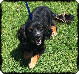 Los Alamitos, CA - Cocker Spaniel/Cavalier King Charles Spaniel Mix ...