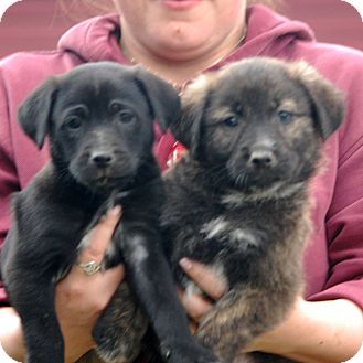 Unionville, PA - Sheltie, Shetland Sheepdog/Labrador Retriever Mix ...