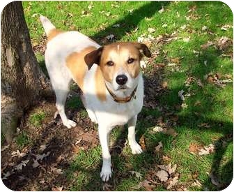 Brittany Spaniel Lab Mix Dog