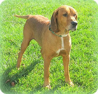 Copper | Adopted Dog | Indianapolis, IN | Bloodhound/Redbone Coonhound Mix