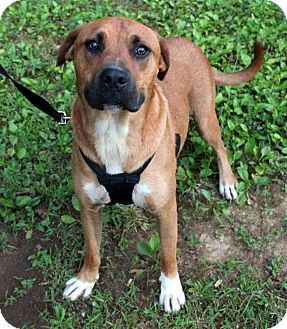 Plainfield, CT - Mastiff/Rhodesian Ridgeback Mix. Meet Hank a Dog for ...
