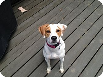 Wood Dale, IL - Pointer/English Setter Mix. Meet Athena-Foster Needed ...