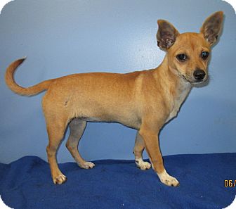 Paisley | Adopted Puppy | Wappingers, NY | Chihuahua/Feist Mix